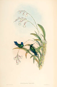 Richter after Gould Wagler's Wood-nymph – Sotherans