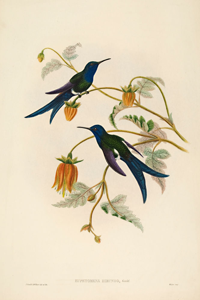 W. Hart and J. Gould Western Swallow-Tail – Sotherans
