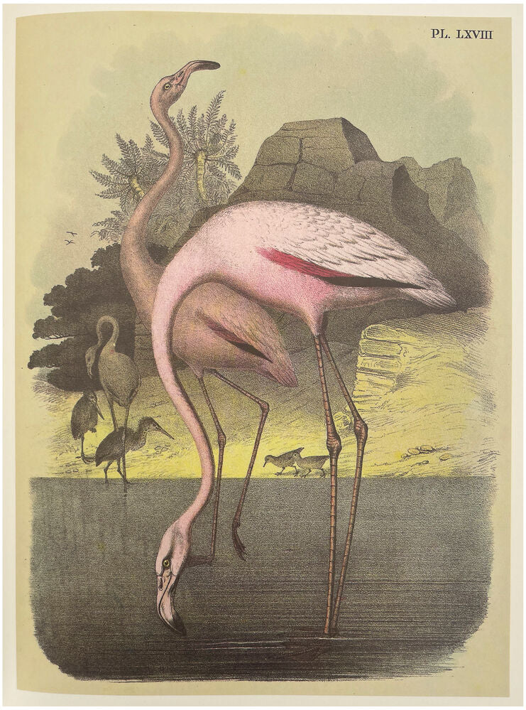 STUDER, Jacob H. The Birds of North America. – Sotherans