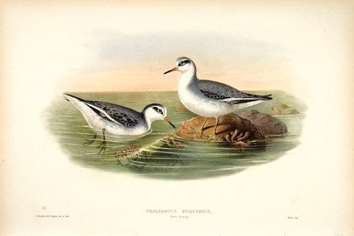 Richter after Gould Grey Phalarope (winter plumage) – Sotherans