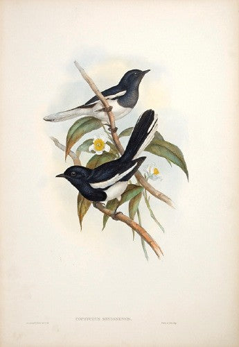 Richter after Gould Malaccan Dial Bird – Sotherans