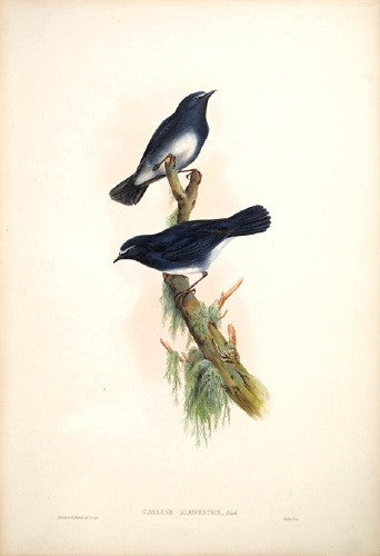 Richter after Gould White-bellied Callene – Sotherans