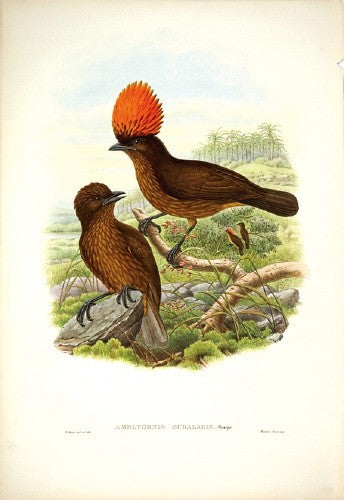 Hart del and lith Orange-crested Bower-bird – Sotherans