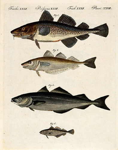 BERTUCH, Friedrich Justin. Whiting – Sotherans