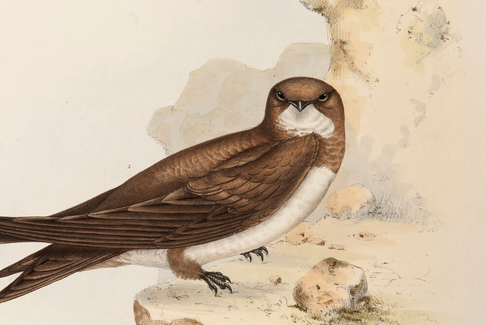 John and Elizabeth Gould Swift and White-bellied Swift – Sotherans