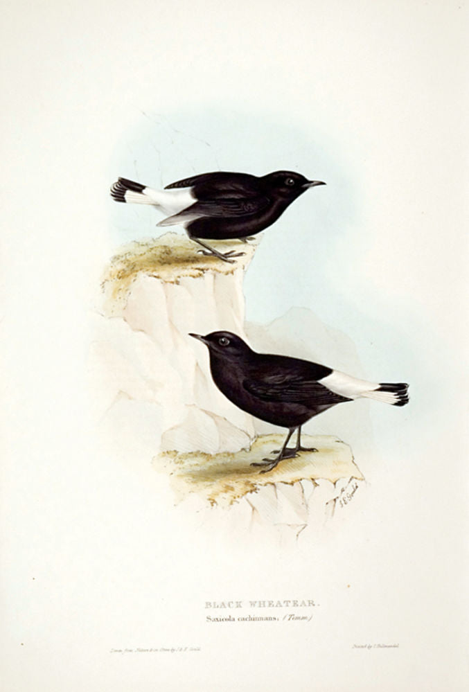 John and Elizabeth Gould Black Wheatear – Sotherans