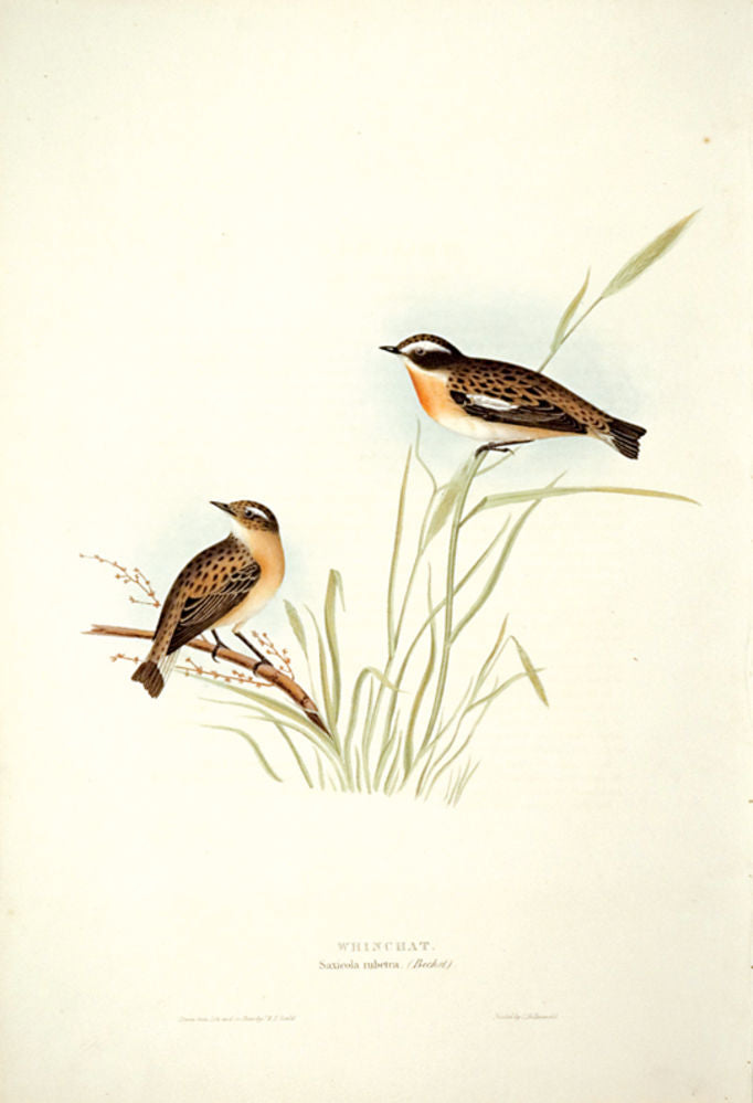 John and Elizabeth Gould Whinchat – Sotherans
