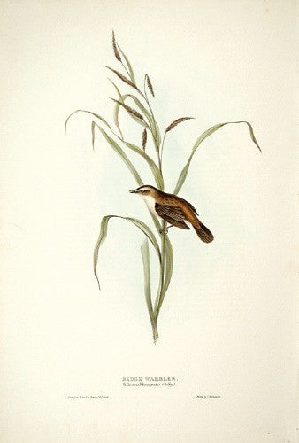 John and Elizabeth Gould Sedge Warbler – Sotherans