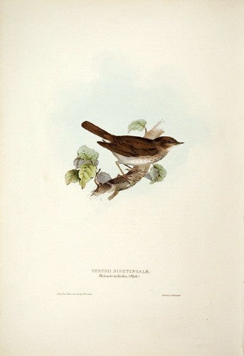 John and Elizabeth Gould Thrush Nightingale – Sotherans