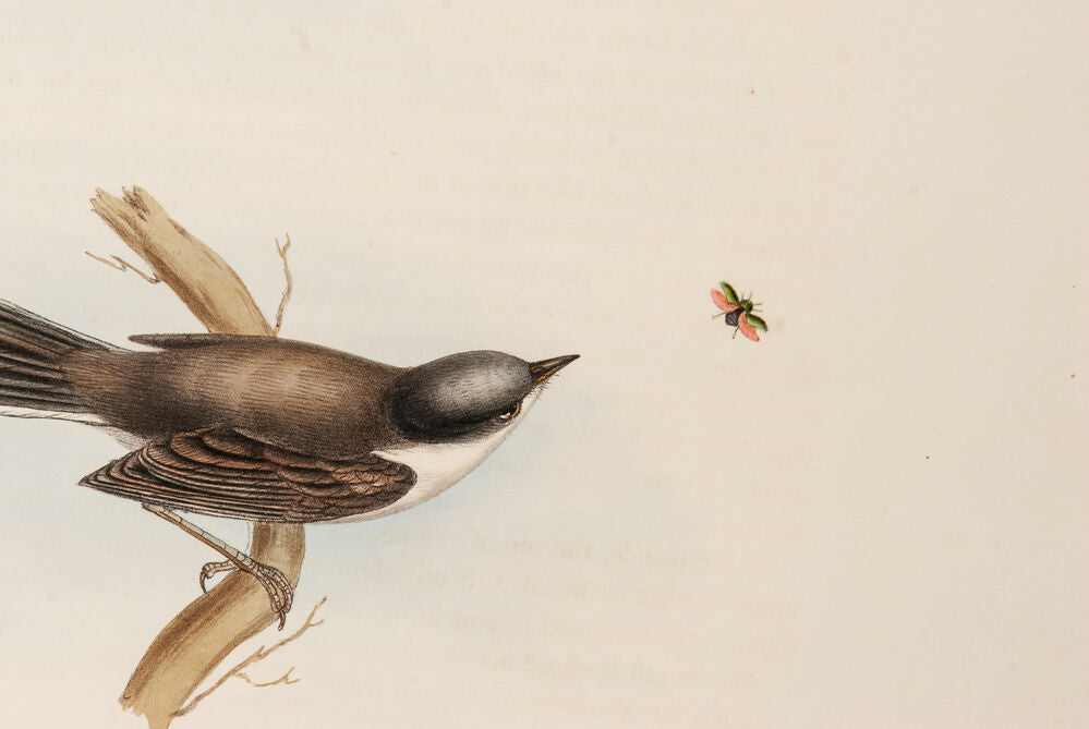 John and Elizabeth Gould Sardinian Warbler – Sotherans