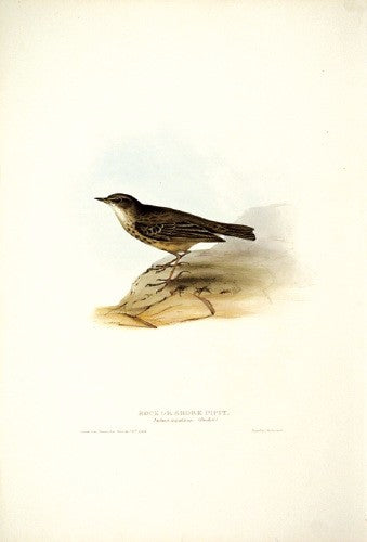 John and Elizabeth Gould Rock, or Shore Pipit – Sotherans