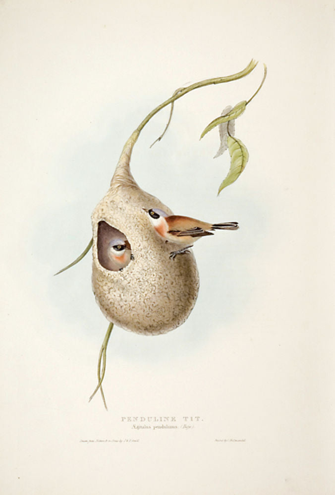 John and Elizabeth Gould. Penduline Tit. – Sotherans