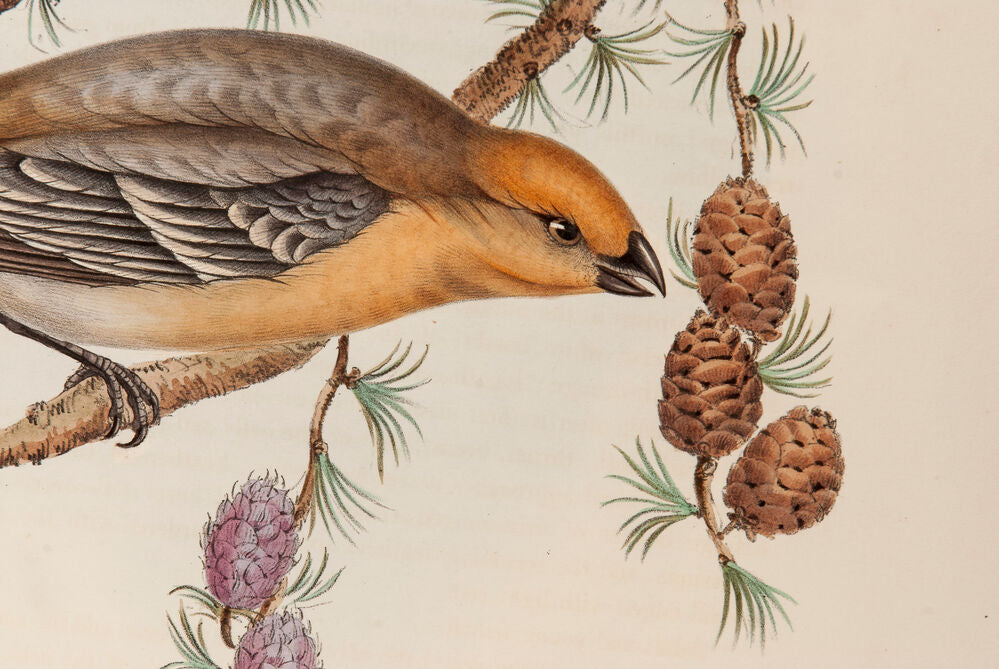 John and Elizabeth Gould Pine Grosbeak – Sotherans