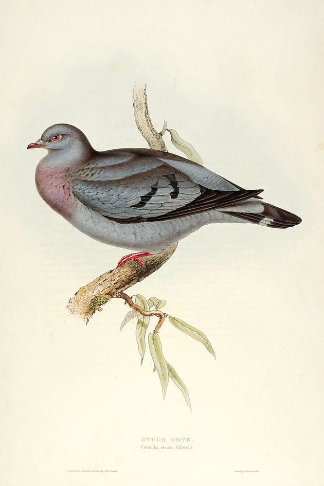 John and Elizabeth Gould Stock Dove – Sotherans