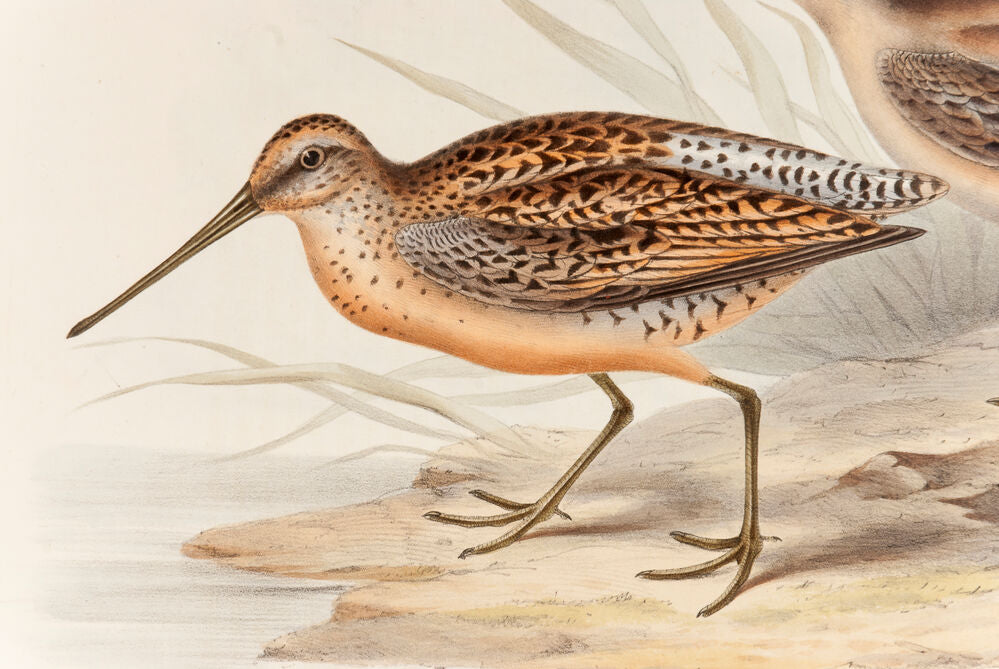 John and Elizabeth Gould Grey Snipe – Sotherans