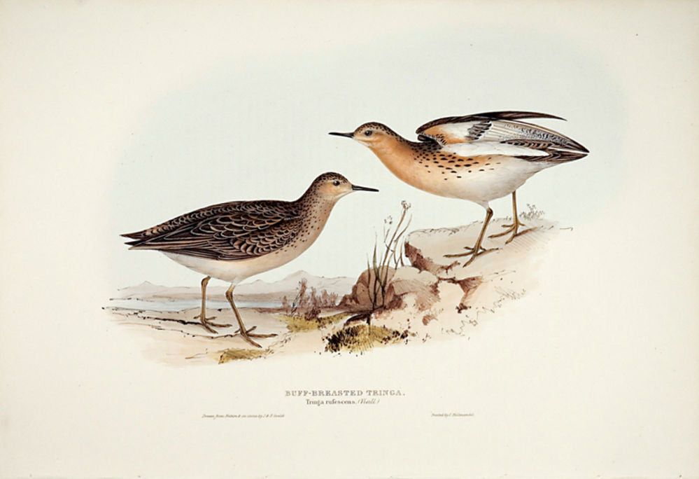 John and Elizabeth Gould Buff-breasted Tringa – Sotherans