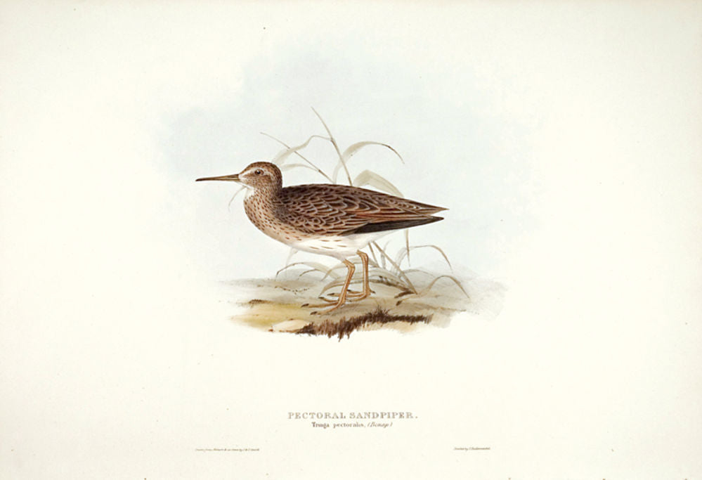 John and Elizabeth Gould Pectoral Sandpiper – Sotherans