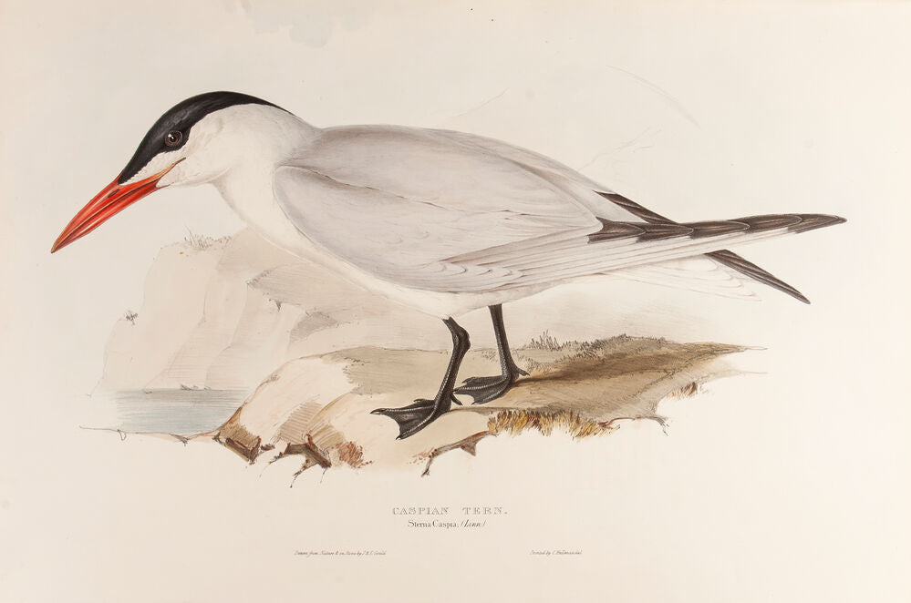 John and Elizabeth Gould Caspian Tern – Sotherans