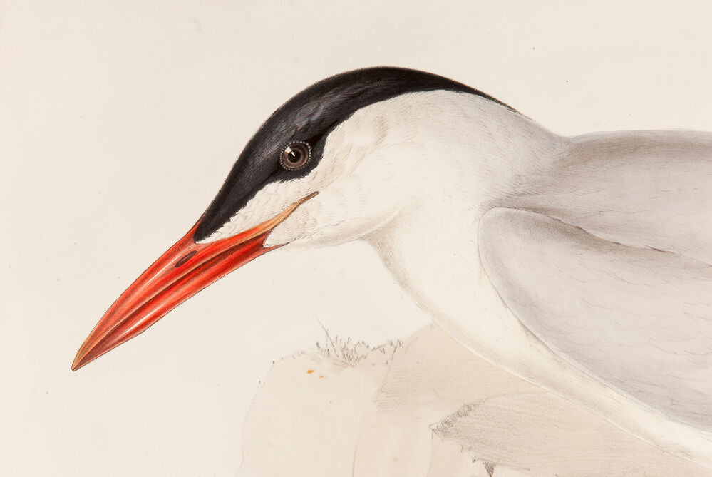 John and Elizabeth Gould Caspian Tern – Sotherans
