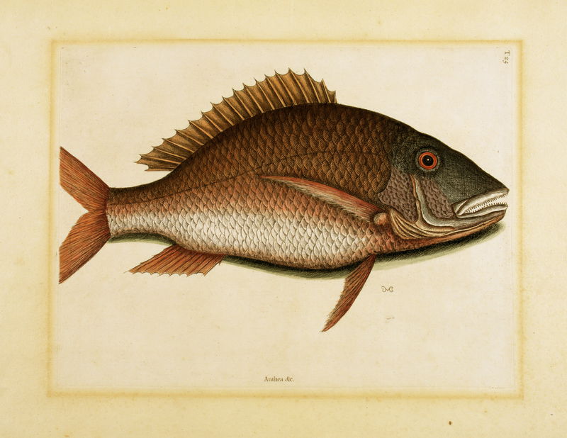 CATESBY, Mark. Pl T25, The Mutton Fish. – Sotherans