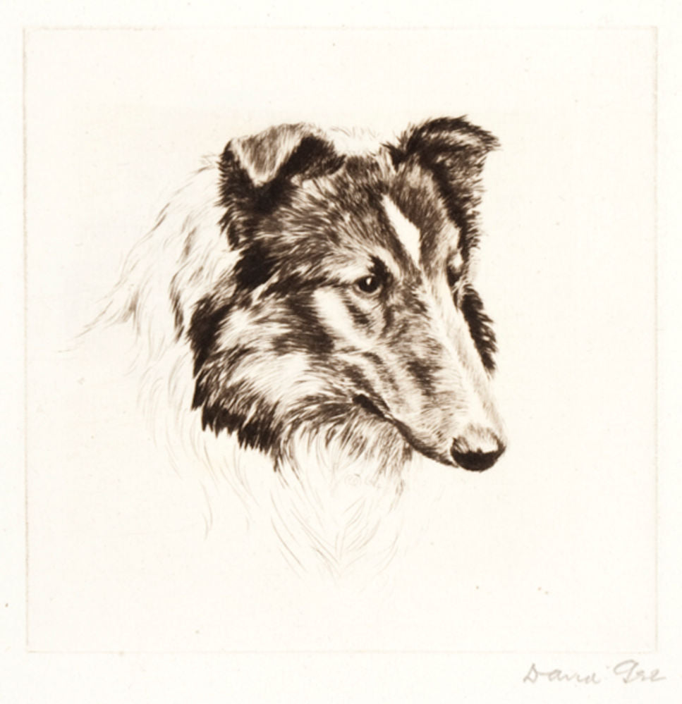 GEE, David. Collie – Sotherans