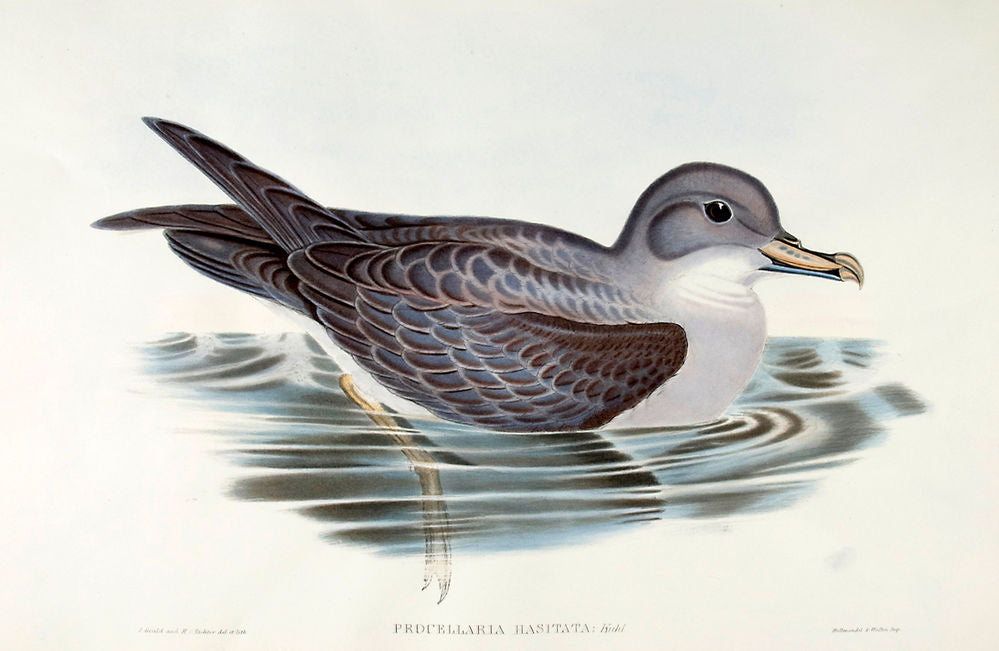Richter after Gould Grey Petrel – Sotherans