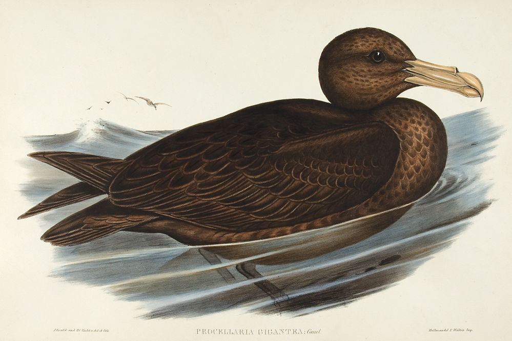 Richter after Gould Giant Petrel – Sotherans