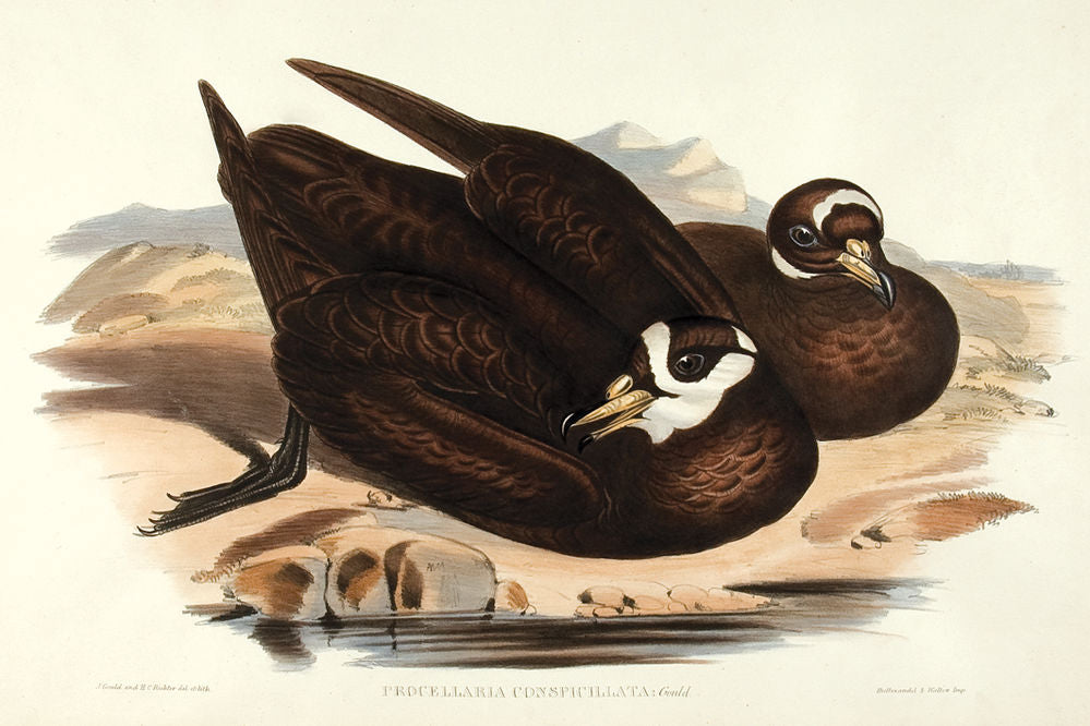 Richter after Gould. Spectacled Petrel. – Sotherans