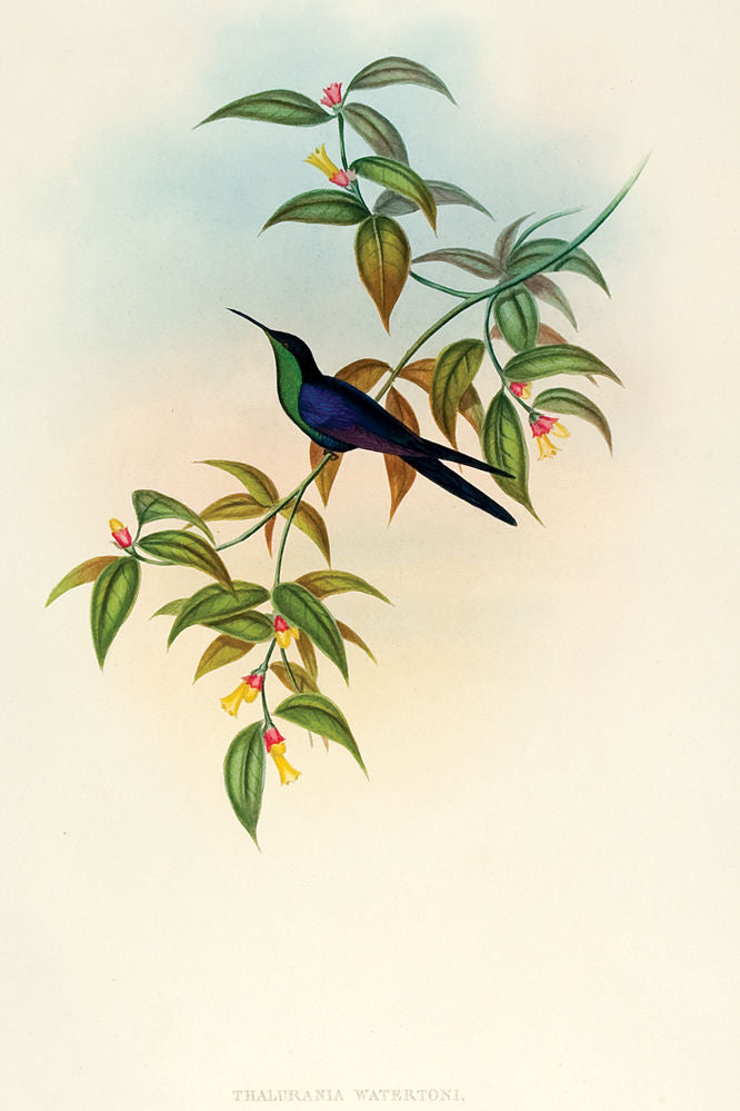 Richter after Gould Long-Tailed Wood-nymph – Sotherans