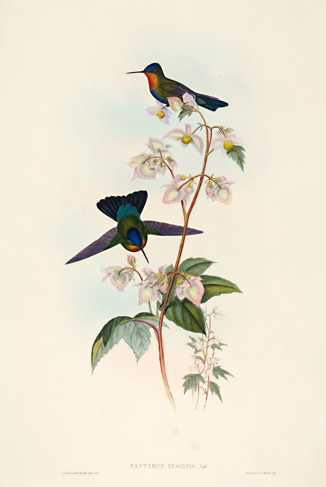 John Gould and H.C. Richter Costa Rican Humming-Bird – Sotherans