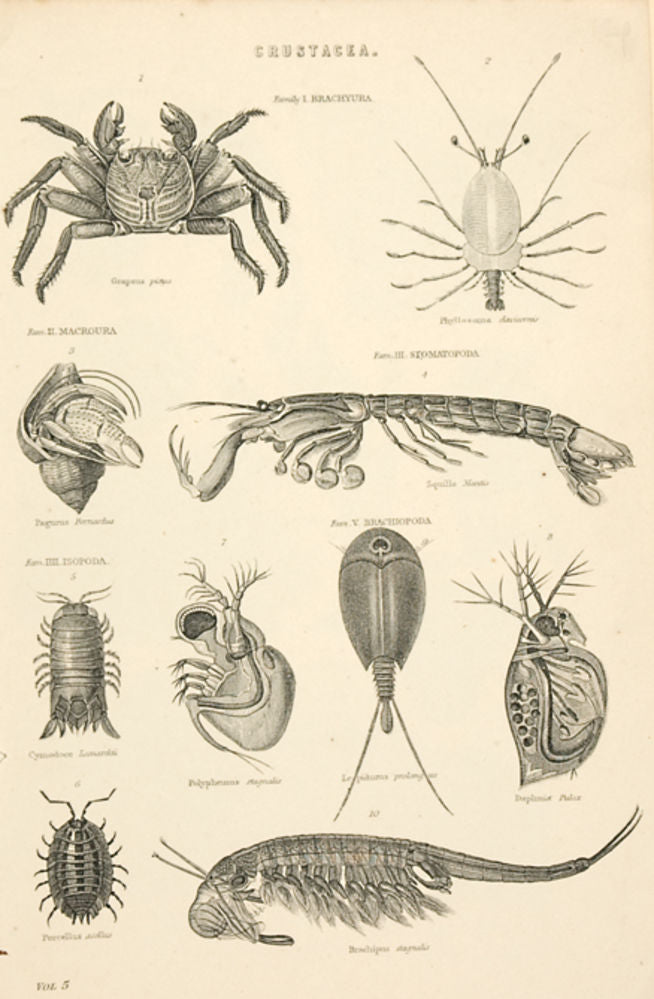 Unknown. Crustacea - Family I. Brachyura. – Sotherans