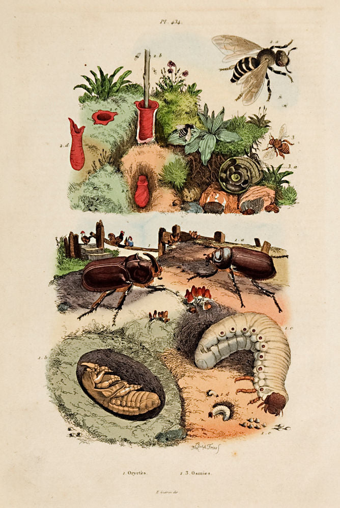 FRIESS, A. Orthotome; Ortie; Orycterope; Oryetes; Osmies. – Sotherans