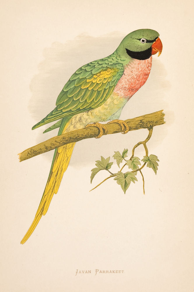 Benjamin Fawcett (1808–1893). Javan Parrakeet. – Sotherans
