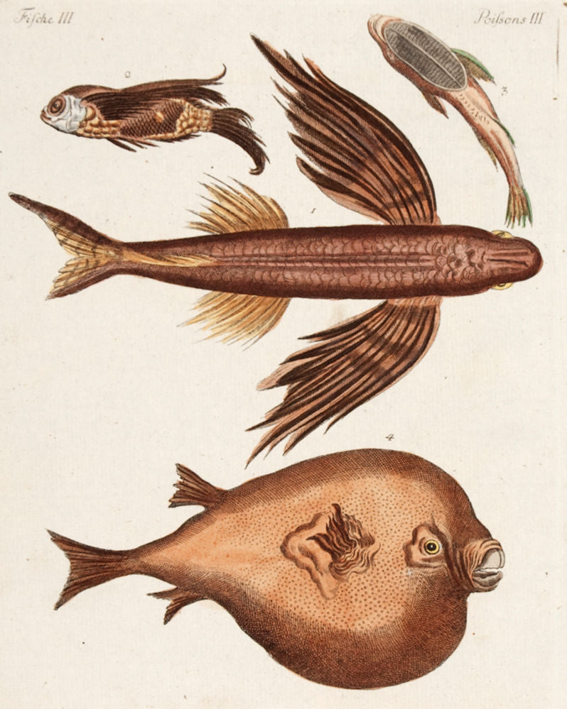 BERTUCH, Friedrich Justin. Fish. III. – Sotherans