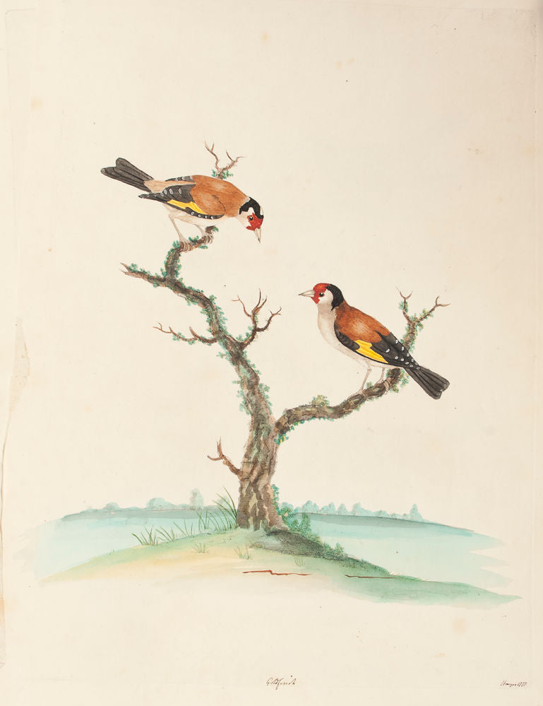HAYES, William. Goldfinch. – Sotherans