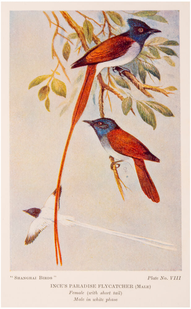 WILKINSON, Edward Sheldon. Shanghai Birds. A Study of Bird Life in Sh ...