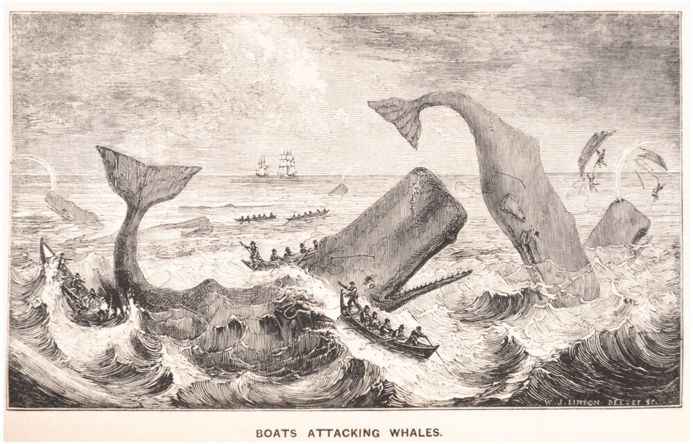BEALE, Thomas. The Natural History of the Sperm Whale ... To Which is ...